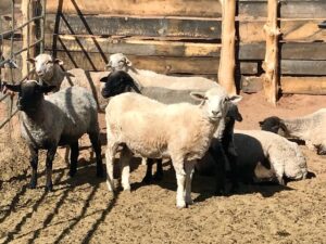 Smarthistory – Weaving the landscape: DY Begay’s The Edge